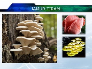 Budidaya Jamur TIram putih pembibitan dan pembesaran.pptx