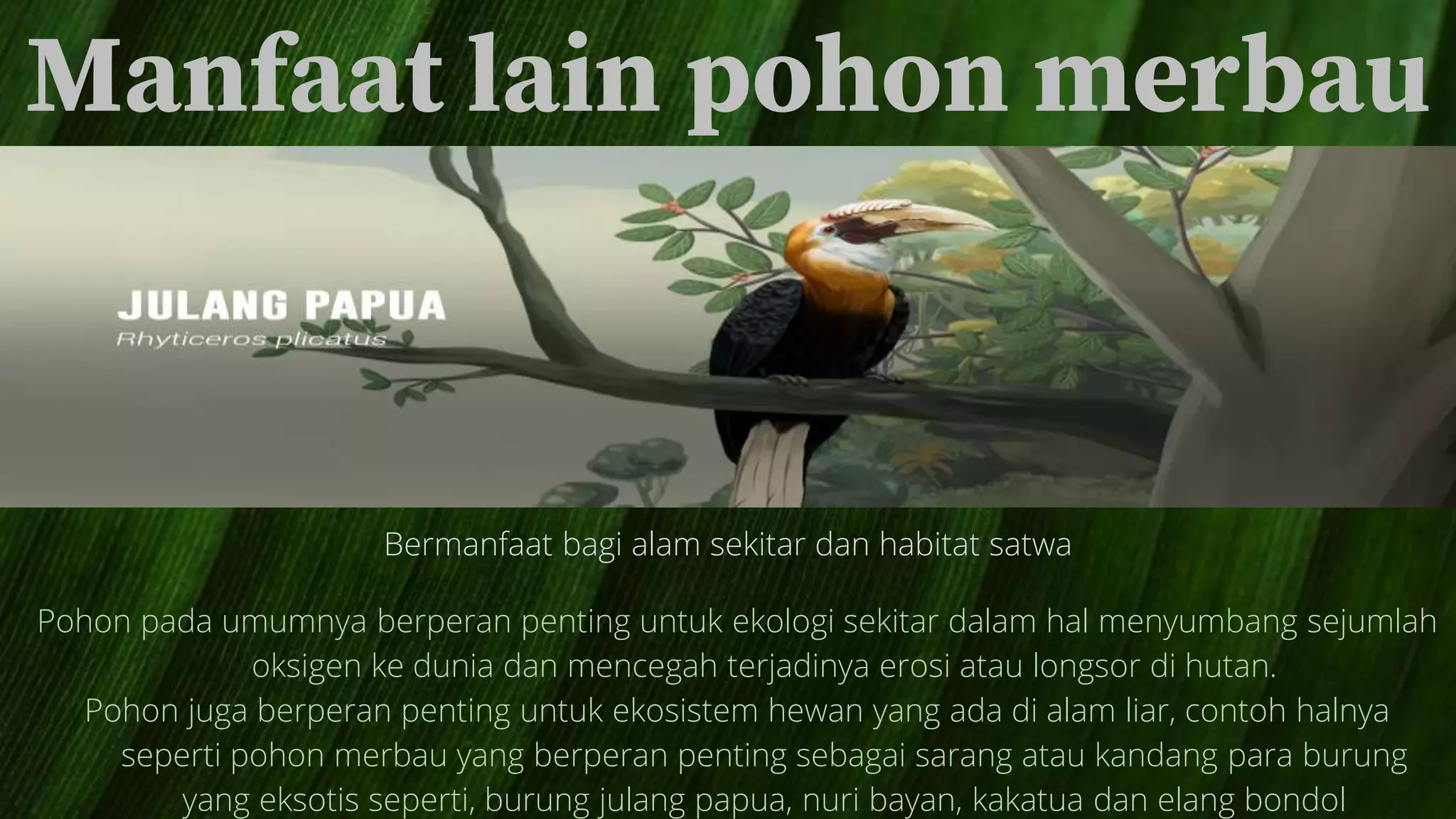 Mengenal kayu merbau | PPTX