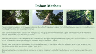 Mengenal kayu merbau | PPTX