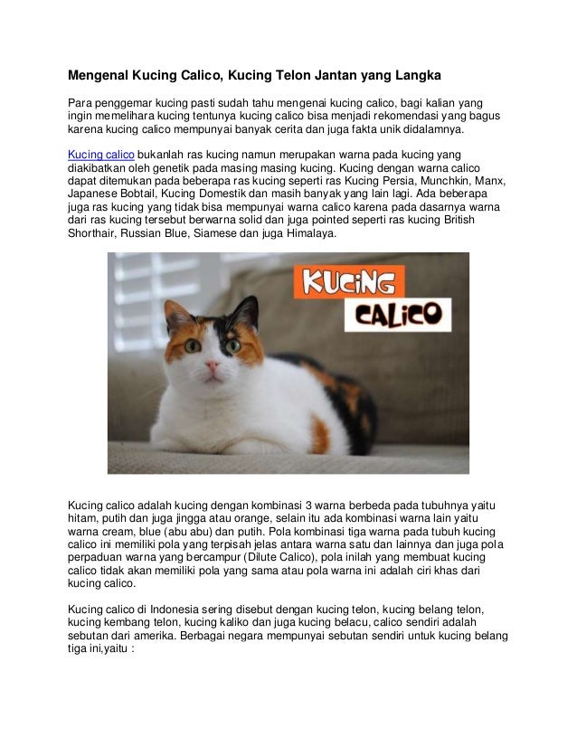 Mengenal kucing calico, kucing telon jantan yang langka