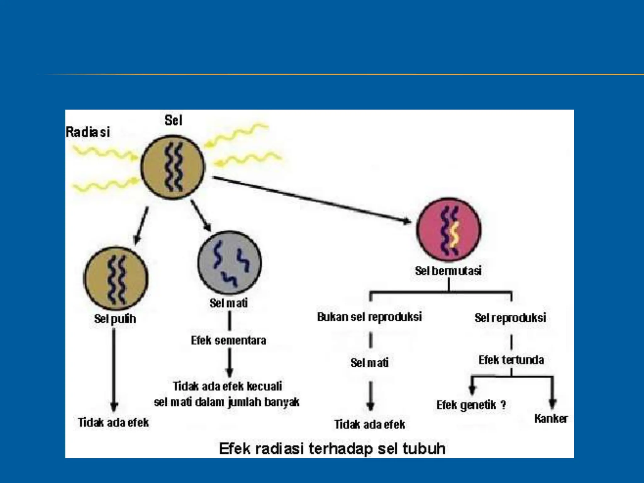 MENGENAL NAKES PROFESI RADIOGRAFER MG.ppt