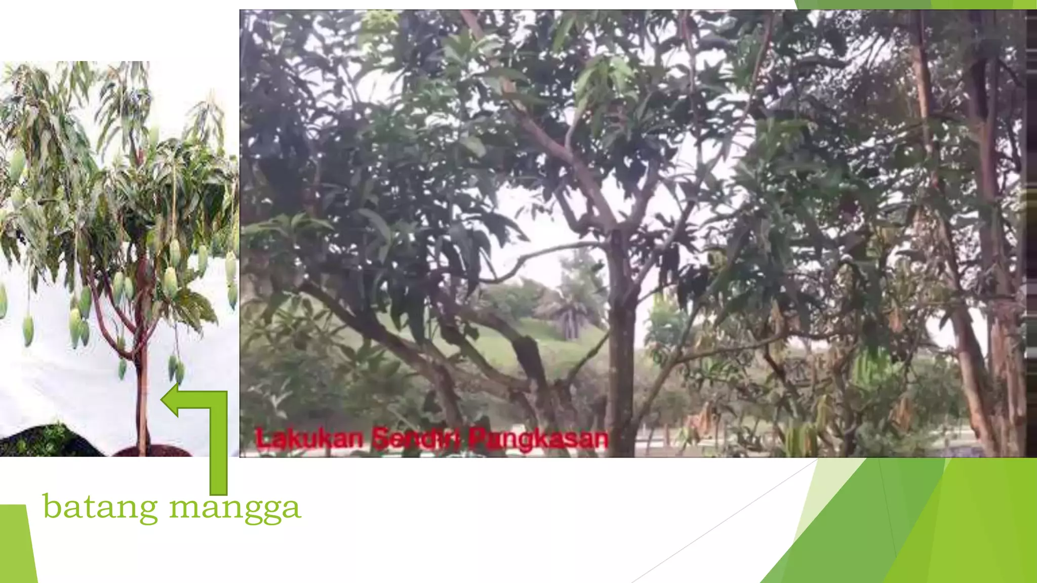 Mengenal pohon mangga | PPTX