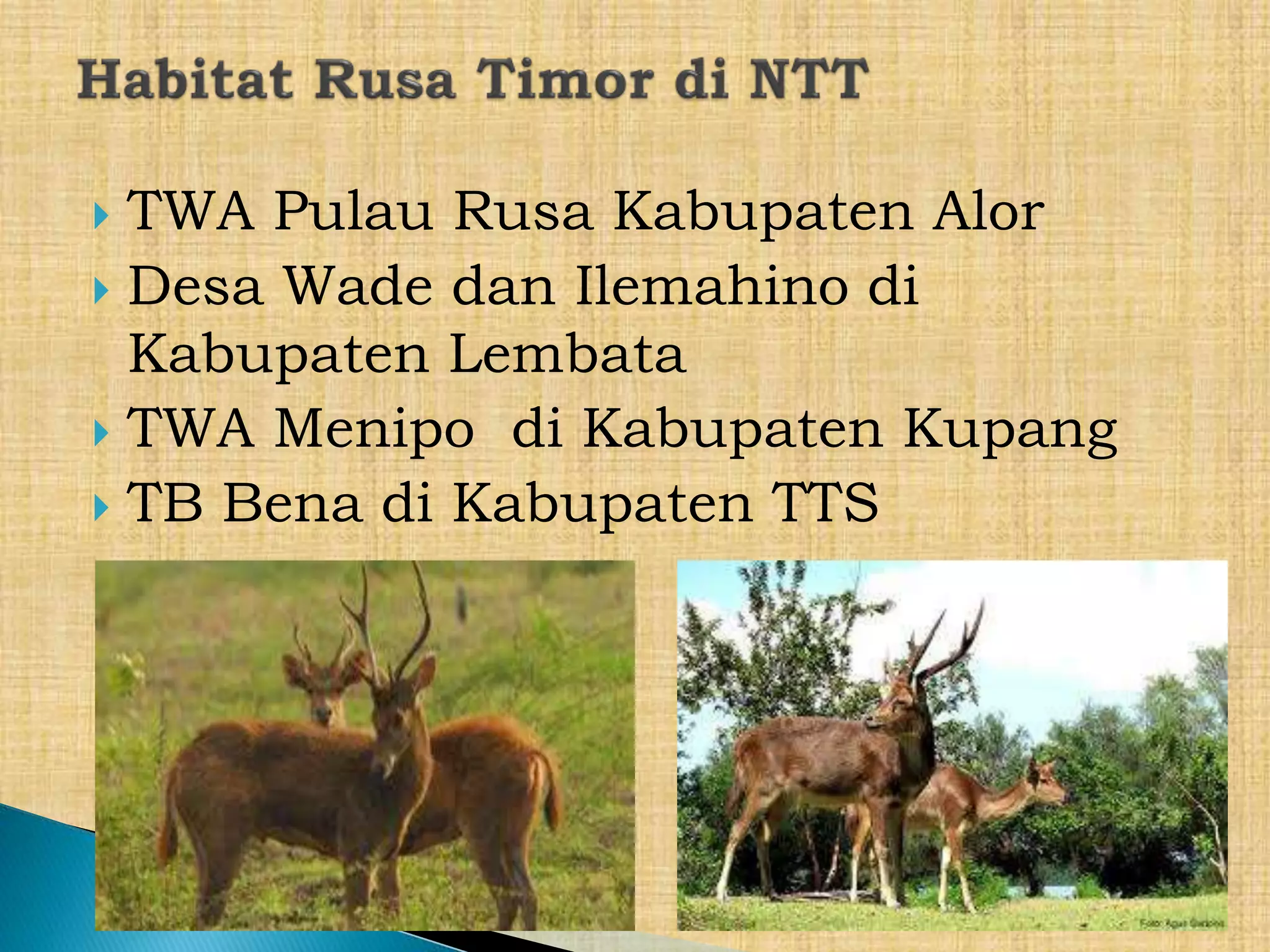 Mengenal Rusa Timor [Autosaved].pptx