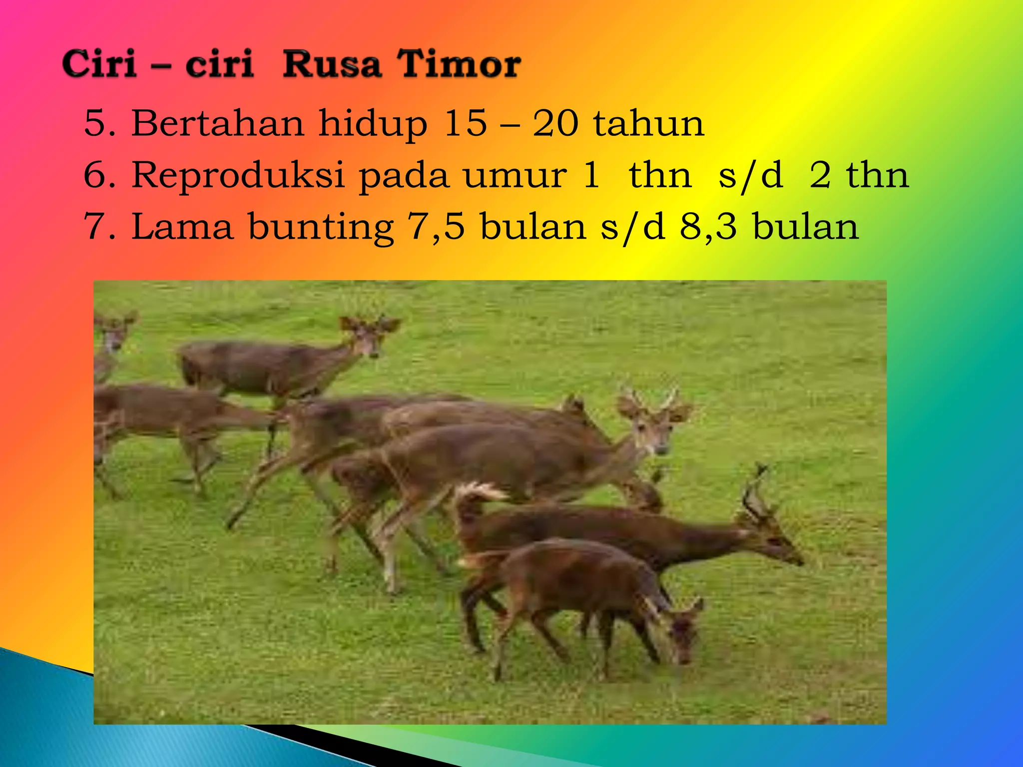 Mengenal Rusa Timor [Autosaved].pptx