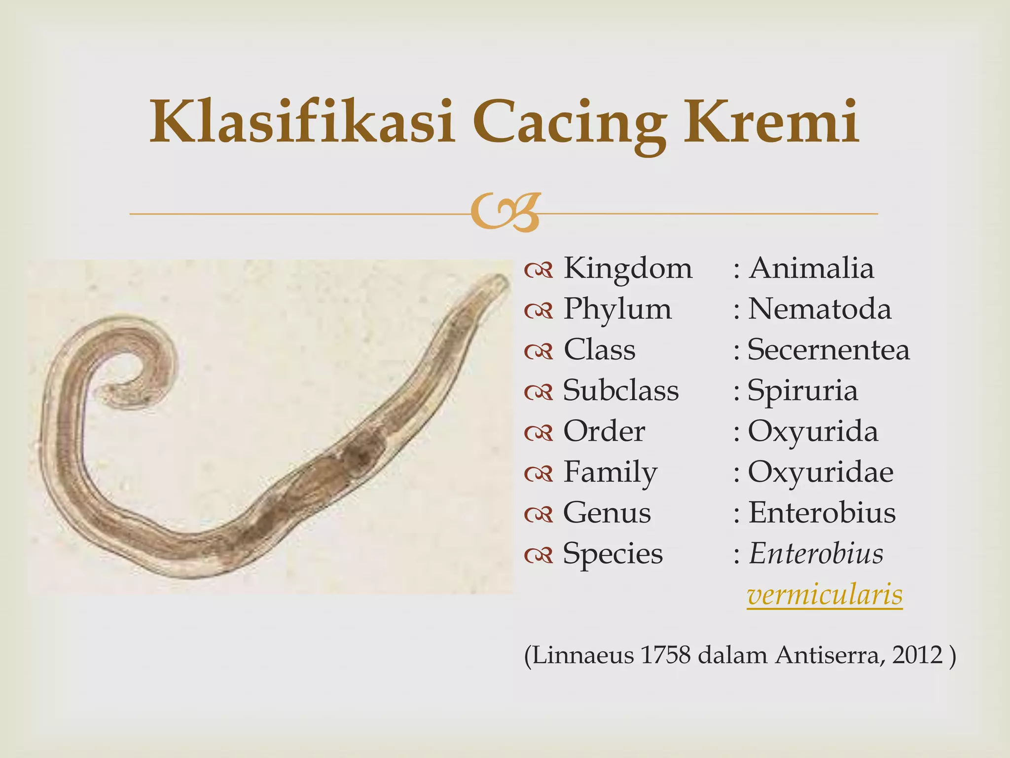 Mengenal siklus hidup cacing kremi (Enterobius vermicularis) | PPTX