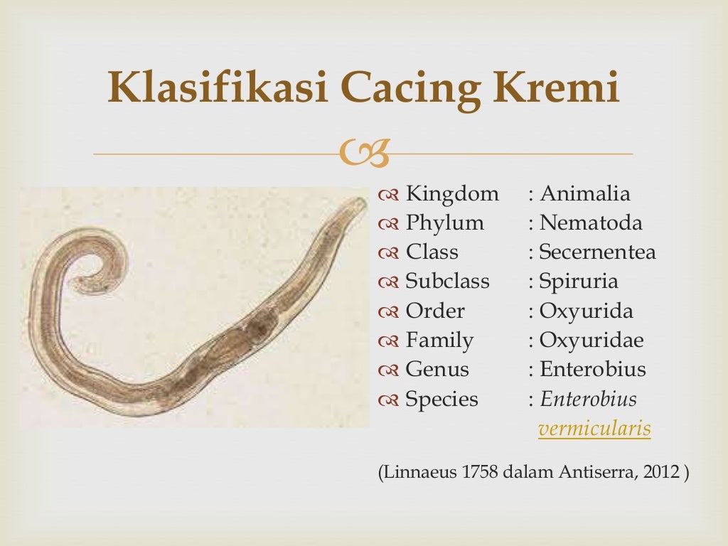Mengenal siklus hidup cacing kremi (Enterobius vermicularis)