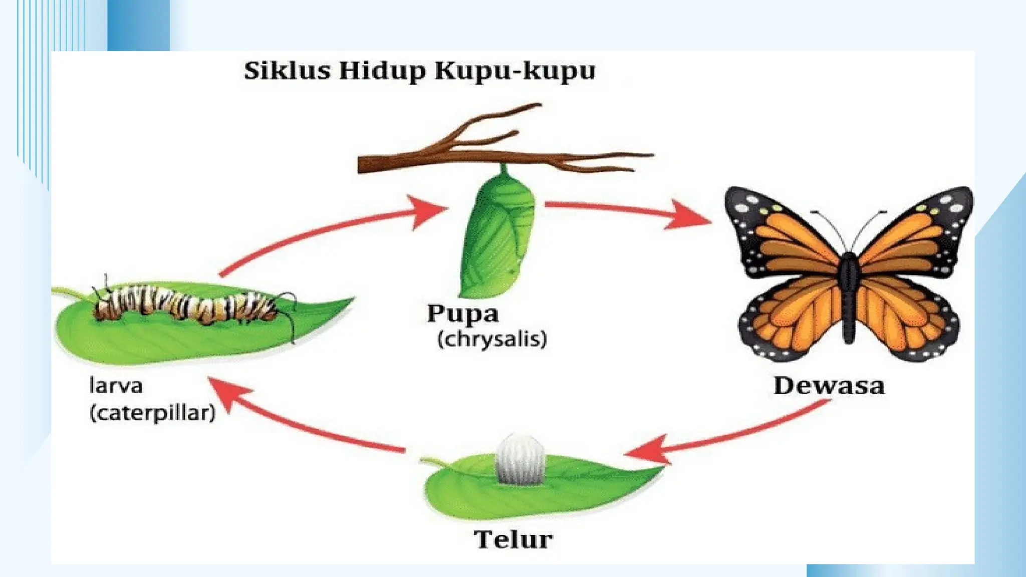 Mengenal Siklus Hidup Makhluk Hidup.pptx