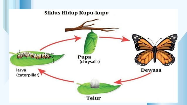 Mengenal Siklus Hidup Makhluk Hidup.pptx