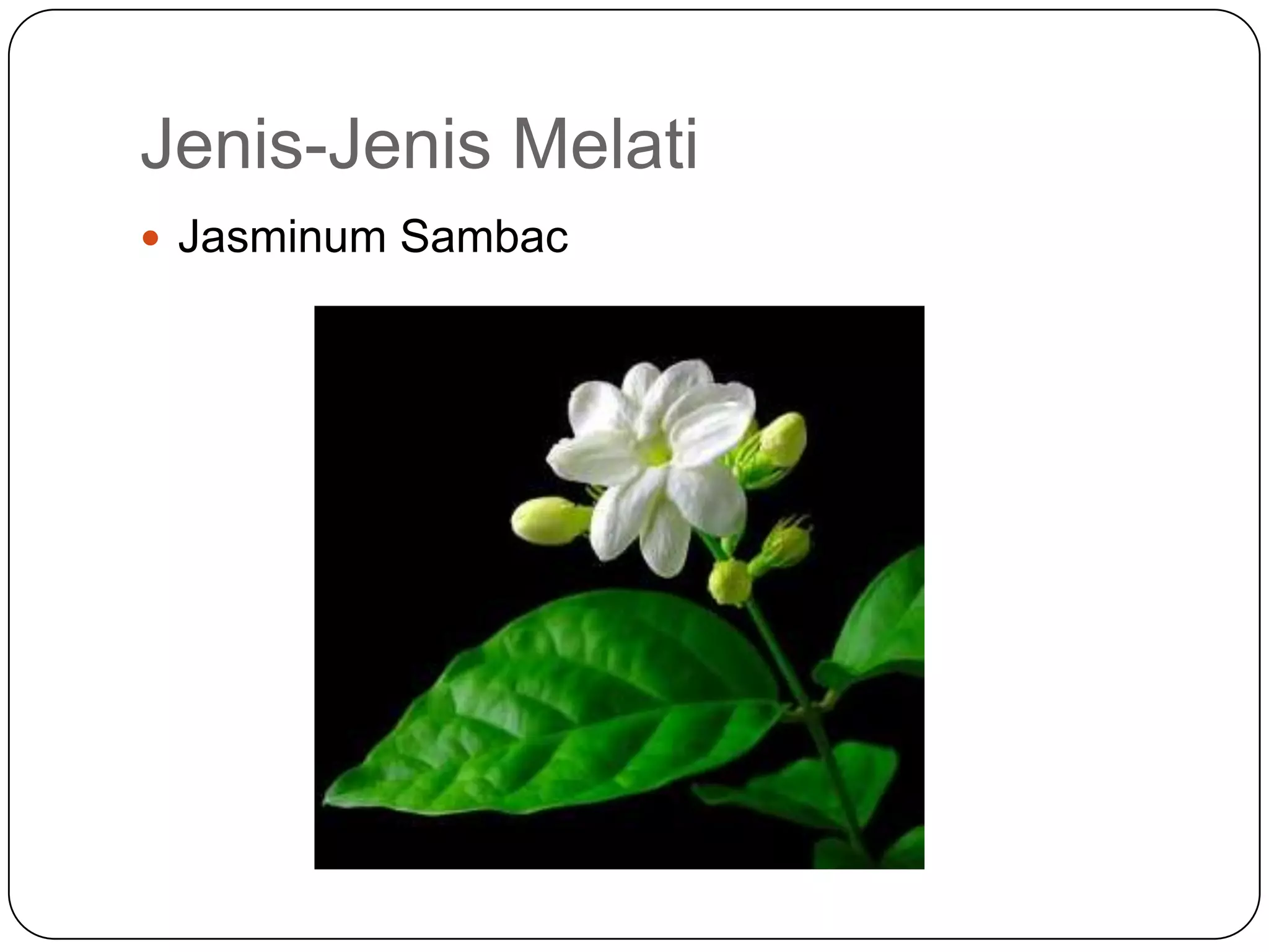 Mengenal tanaman melati | PPTX