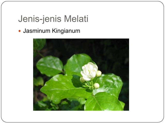 Mengenal tanaman melati | PPTX