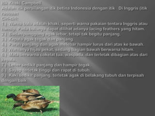 Mengenal ternal itik | PPT