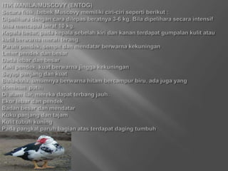 Mengenal ternal itik | PPT