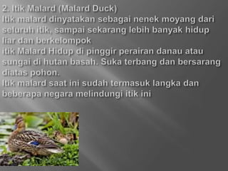 Mengenal ternal itik | PPT