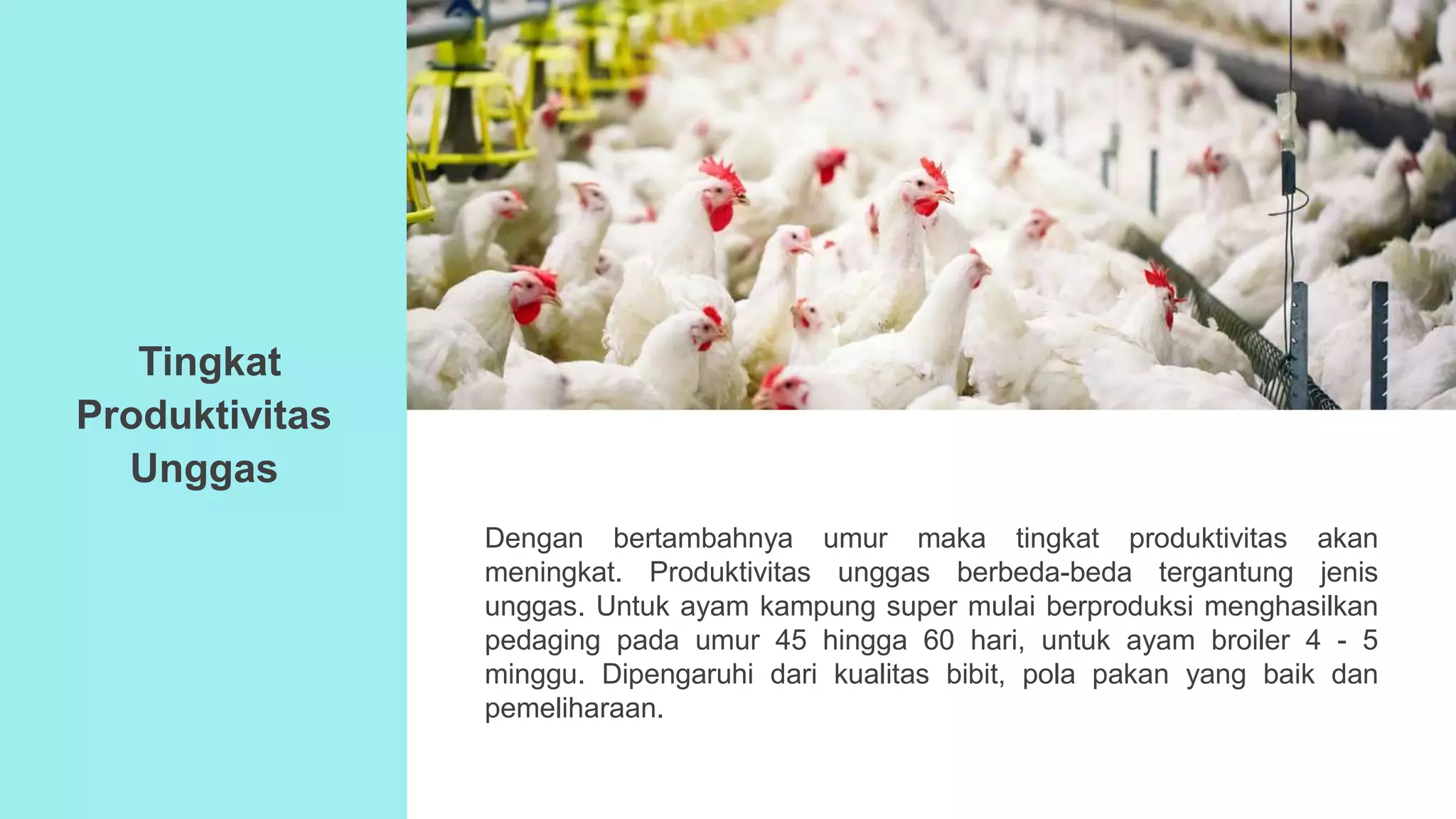 Mengevaluasi usaha budidaya ayam pedaging | PPTX