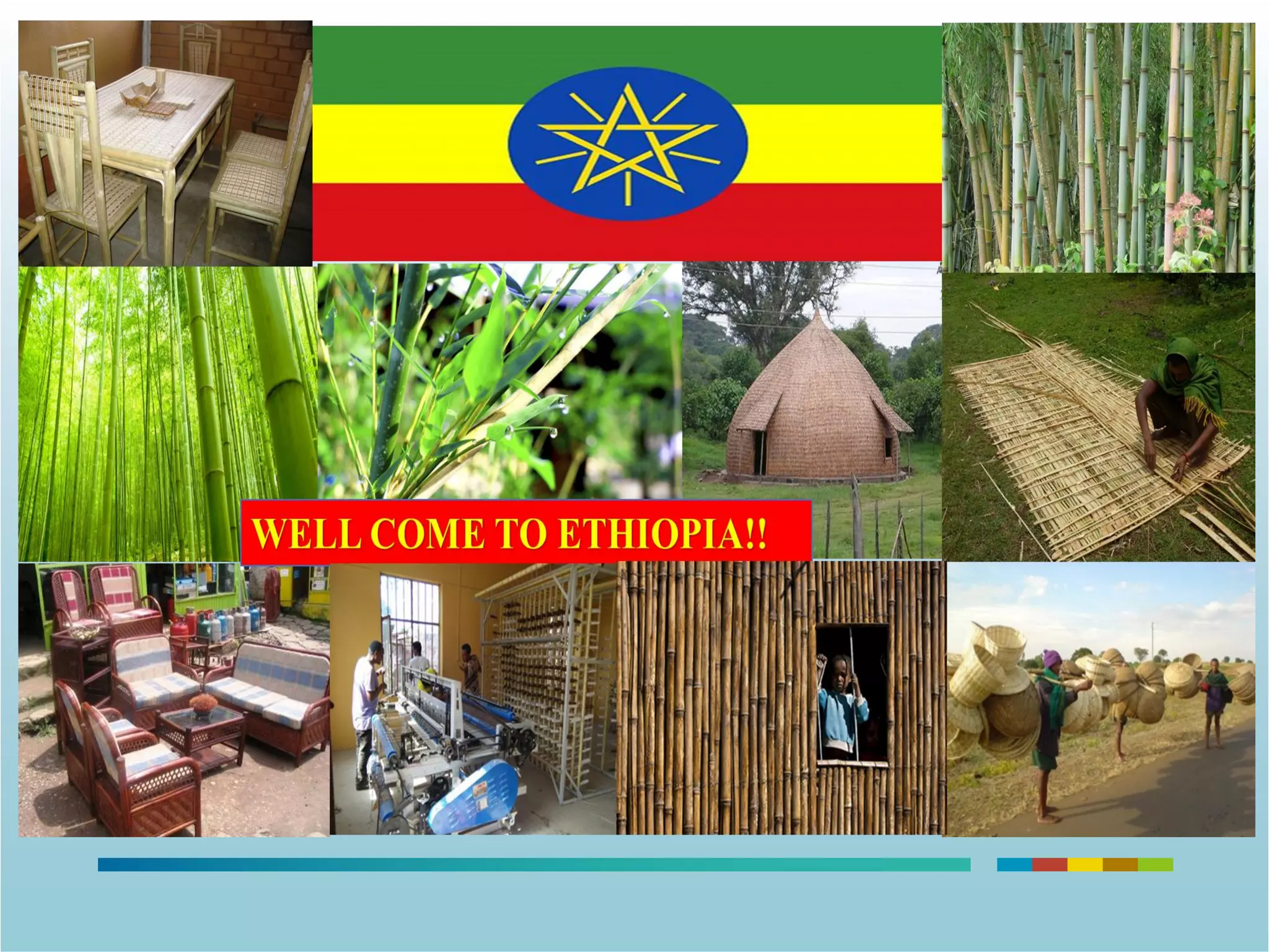 Mengistu Mitku Alemu_Growth Performance of Introduced Bamboo Species in ...