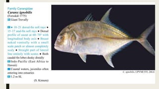 Menidae, Carangidae, Leiognathidae amd Bramidae.pptx