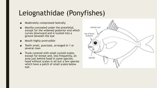 Menidae, Carangidae, Leiognathidae amd Bramidae.pptx