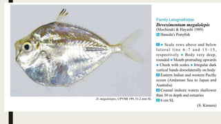 Menidae, Carangidae, Leiognathidae amd Bramidae.pptx | Free Download