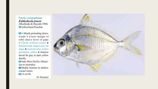 Menidae, Carangidae, Leiognathidae amd Bramidae.pptx