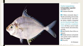 Menidae, Carangidae, Leiognathidae amd Bramidae.pptx