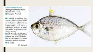Menidae, Carangidae, Leiognathidae amd Bramidae.pptx