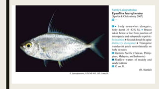 Menidae, Carangidae, Leiognathidae amd Bramidae.pptx
