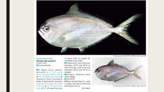 Menidae, Carangidae, Leiognathidae amd Bramidae.pptx