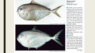 Menidae, Carangidae, Leiognathidae amd Bramidae.pptx