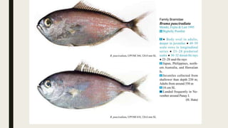 Menidae, Carangidae, Leiognathidae amd Bramidae.pptx