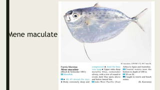 Menidae, Carangidae, Leiognathidae amd Bramidae.pptx