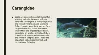 Menidae, Carangidae, Leiognathidae amd Bramidae.pptx