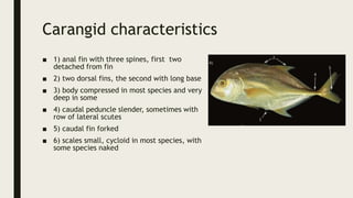 Menidae, Carangidae, Leiognathidae amd Bramidae.pptx