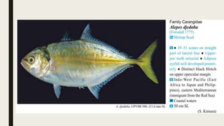 Menidae, Carangidae, Leiognathidae amd Bramidae.pptx