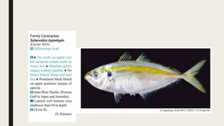Menidae, Carangidae, Leiognathidae amd Bramidae.pptx