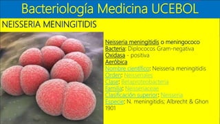 Menigitis - neisseria meningitidis | PPTX