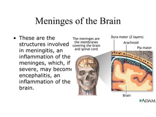 Meningitis | PPT