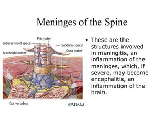 Meningitis | PPT