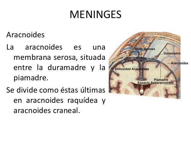 Meninges