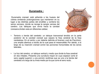 Meninges | PPTX