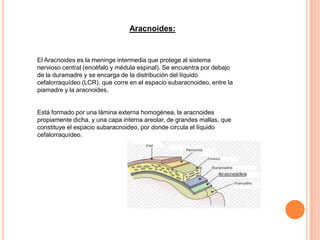 Meninges | PPTX