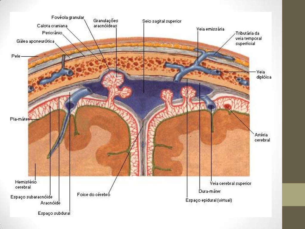 Meninges