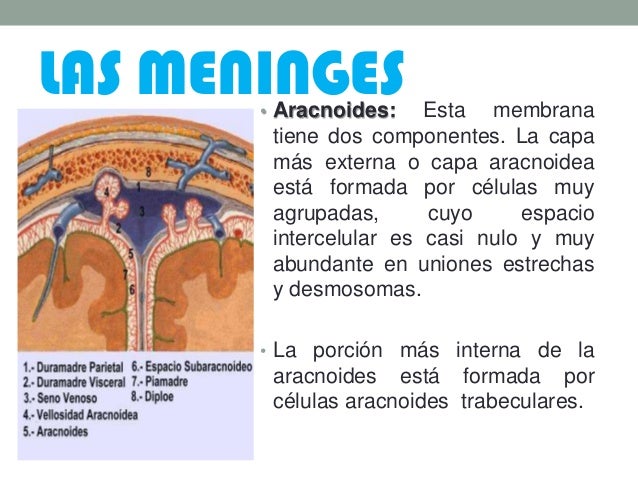 Meninges