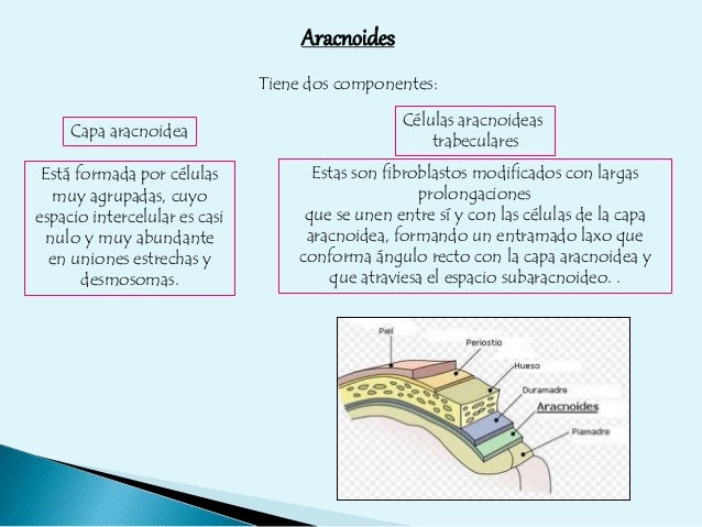 Meninges