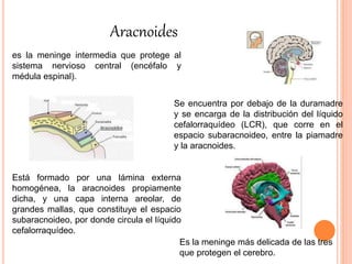 Meninges | PPTX