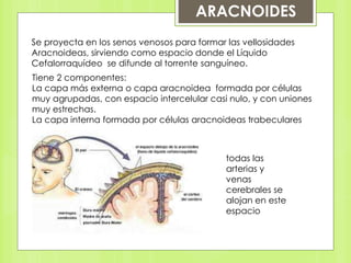Meninges | PPTX