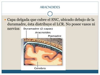 Meninges | PPT