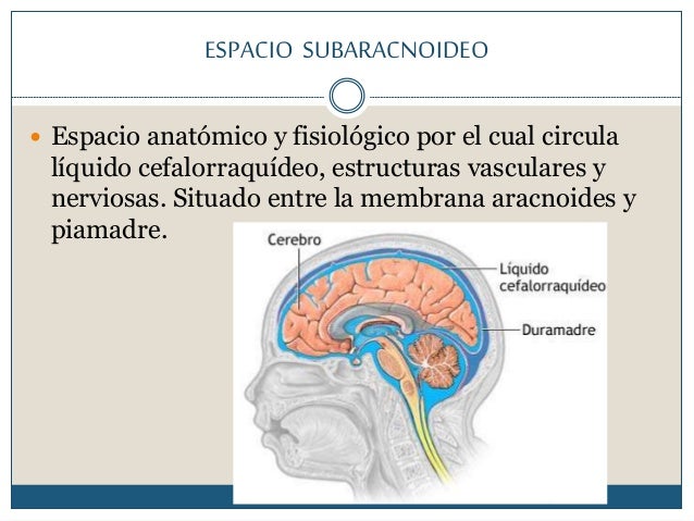 Meninges