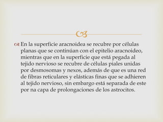 Meninges Universidad Autónoma del Estado de Hidalgo | PPTX | Brain and ...