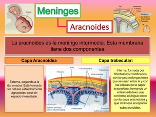Meninges, sistema ventricular y circulación del líquido cefalorraquídeo ...