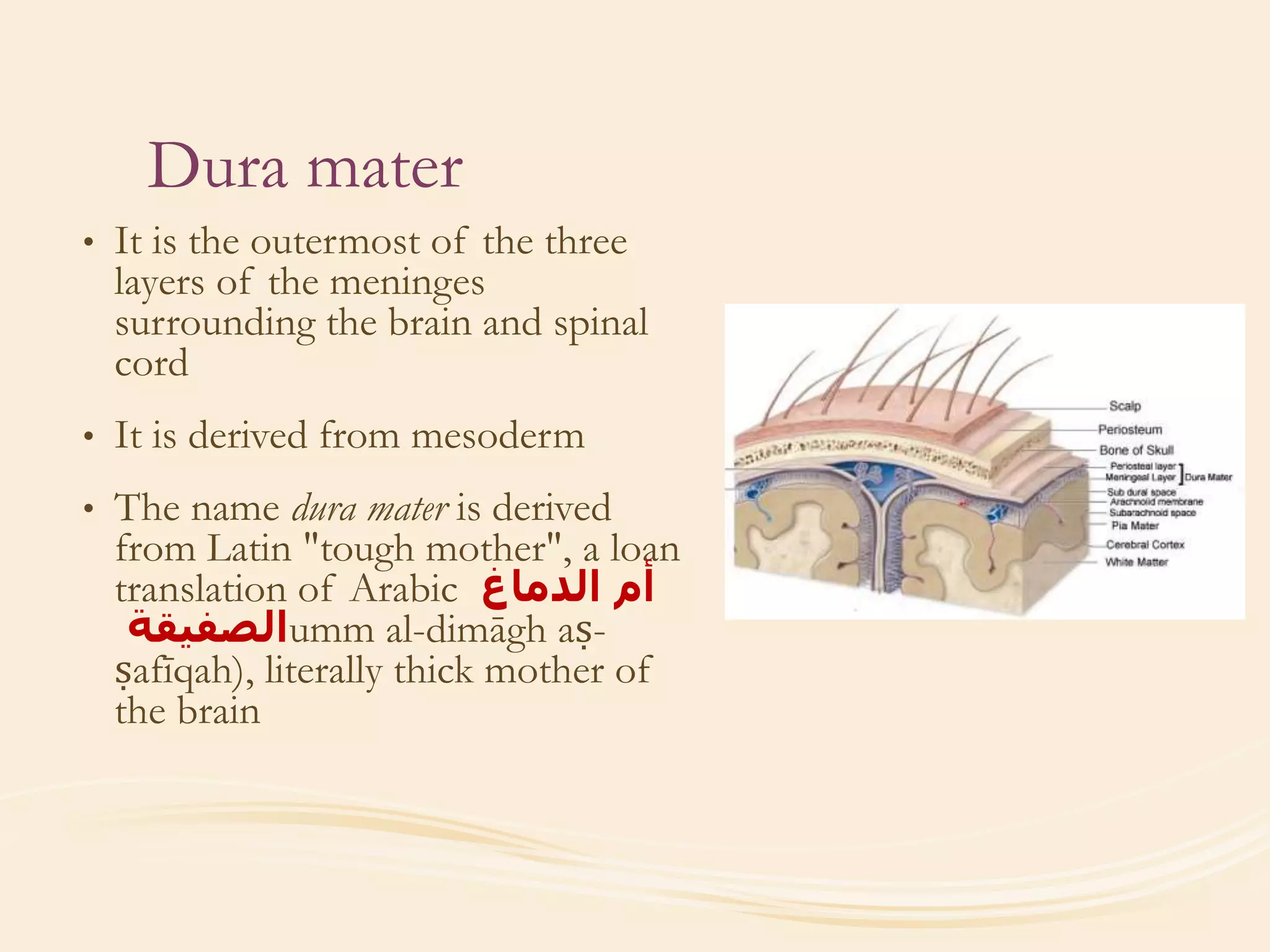Meninges of brain and spinal cord | PPTX